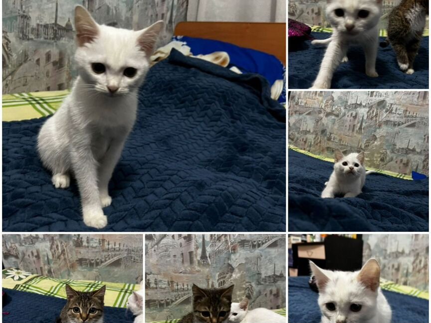 Котятки в добрые ручки Девочки, игривые и умные