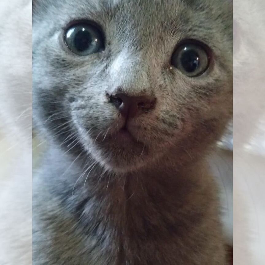 Котята русская голубая