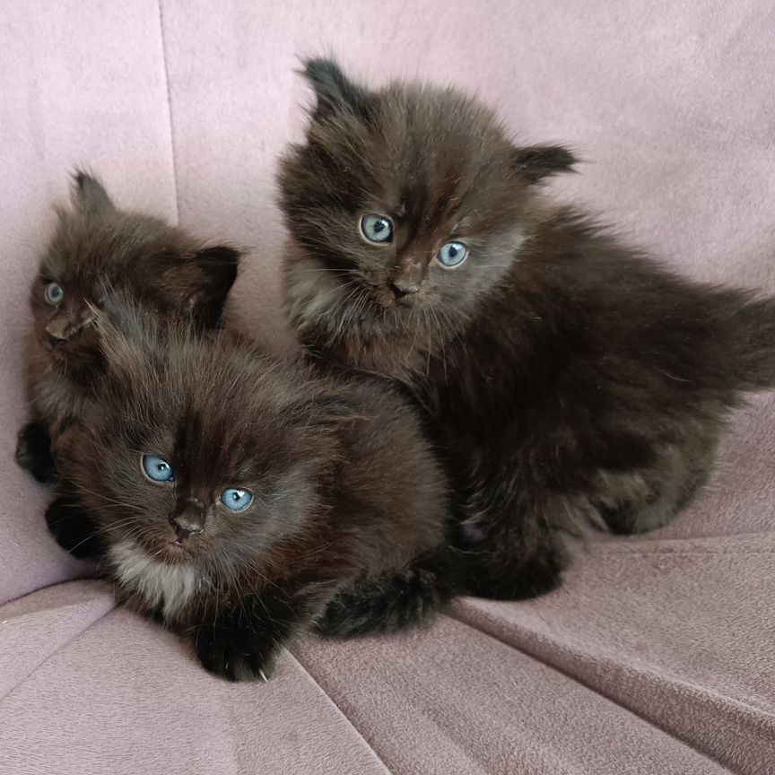 Котята