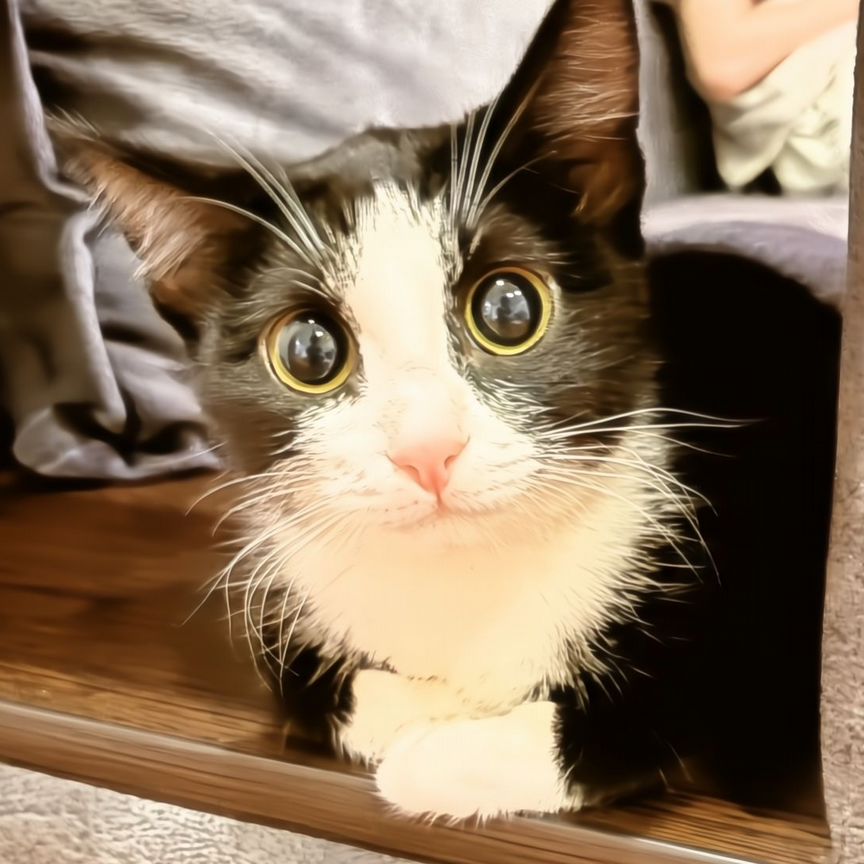 Котёнок в добрые руки