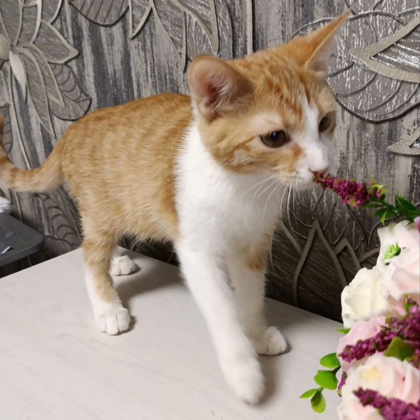 Котёнок Лёнька в добрые руки
