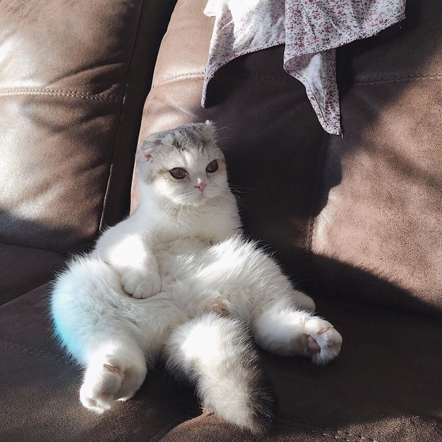 Шотландская вислоухая кошка