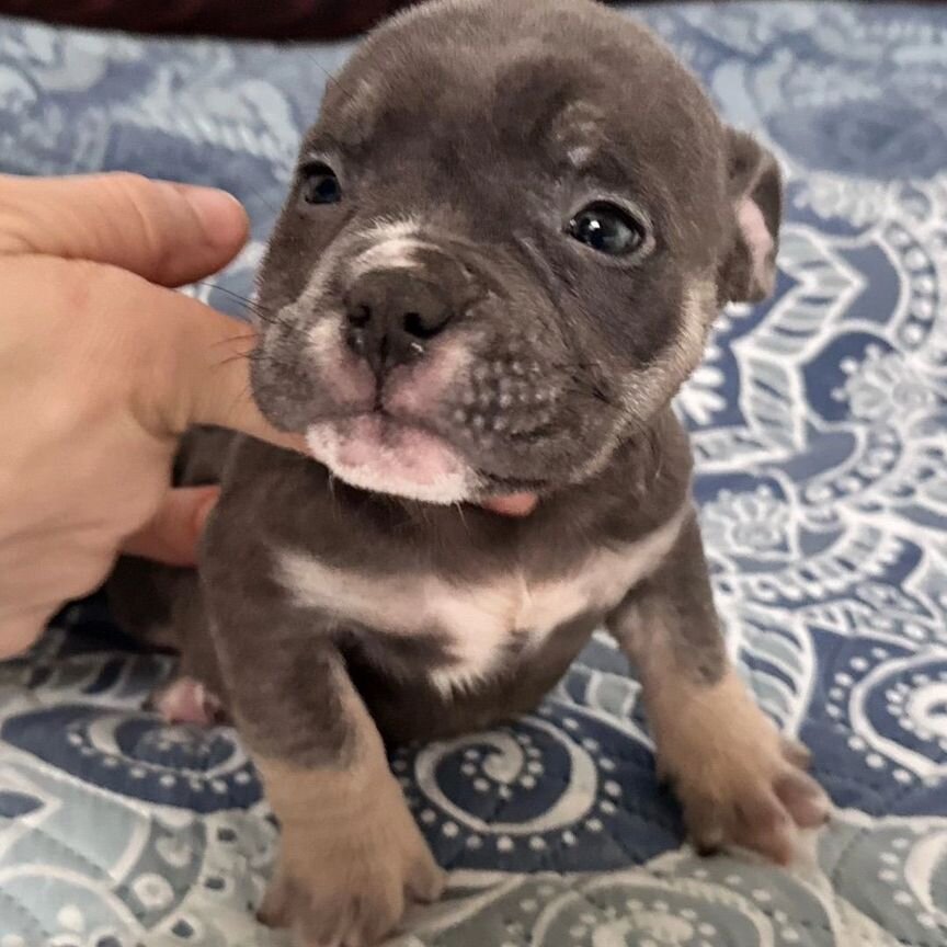 Американский булли покет щенки