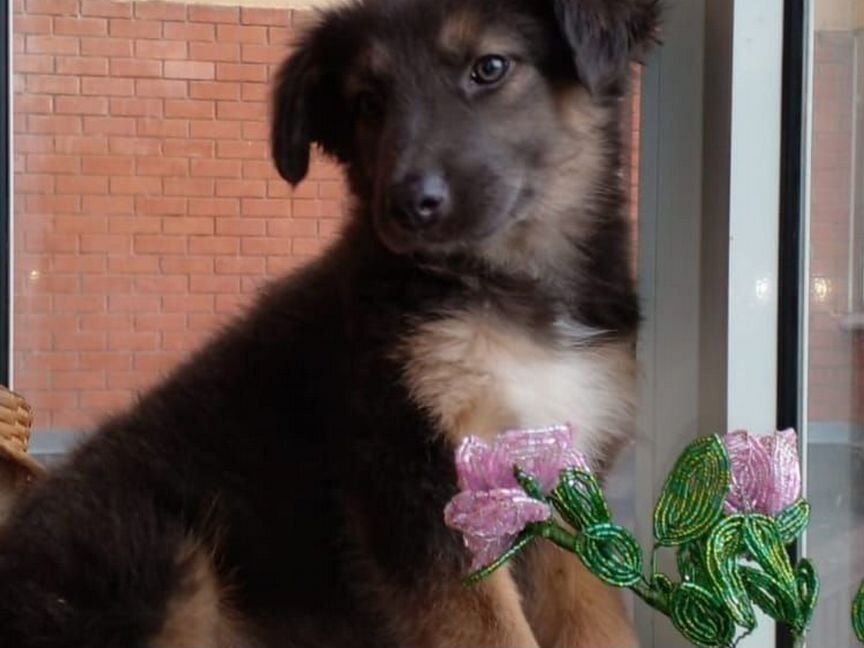 Щенок красотка в добрые руки