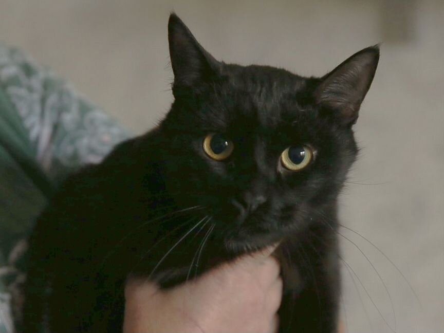 Ласковая кошка, ждёт свою семью