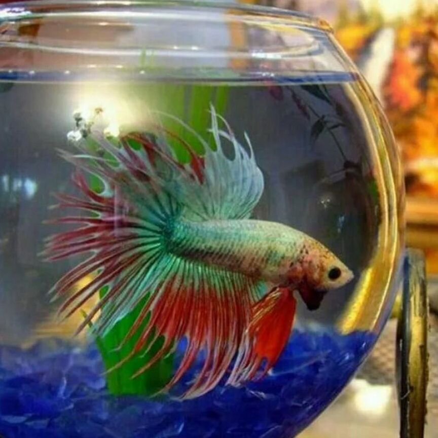 Аквариумные рыбки