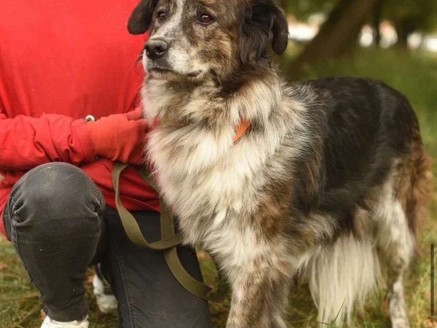 Собака из приюта в добрые руки