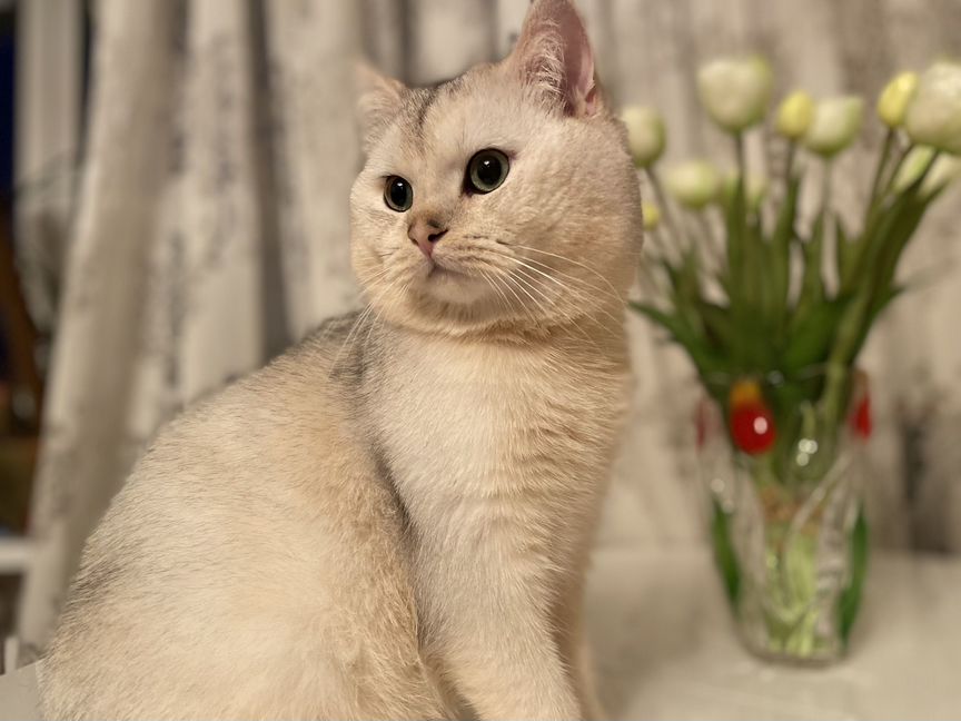 Британская серебристая шиншилла кот вязка