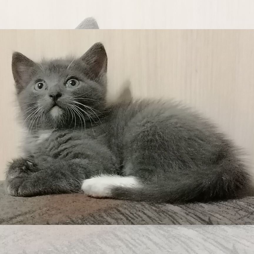 Британский длинношёрстный котёнок