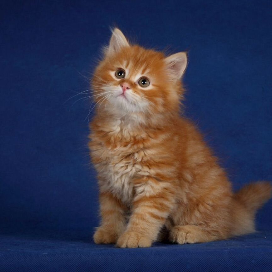 Сибирский котенок рыжий с документами