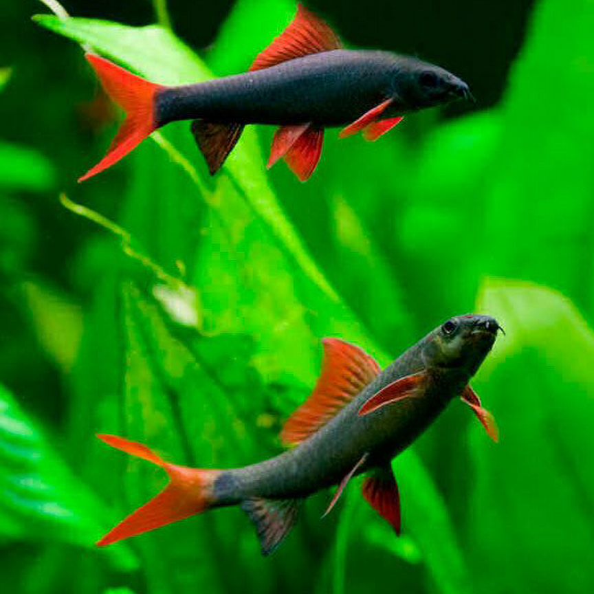 Лабео разные