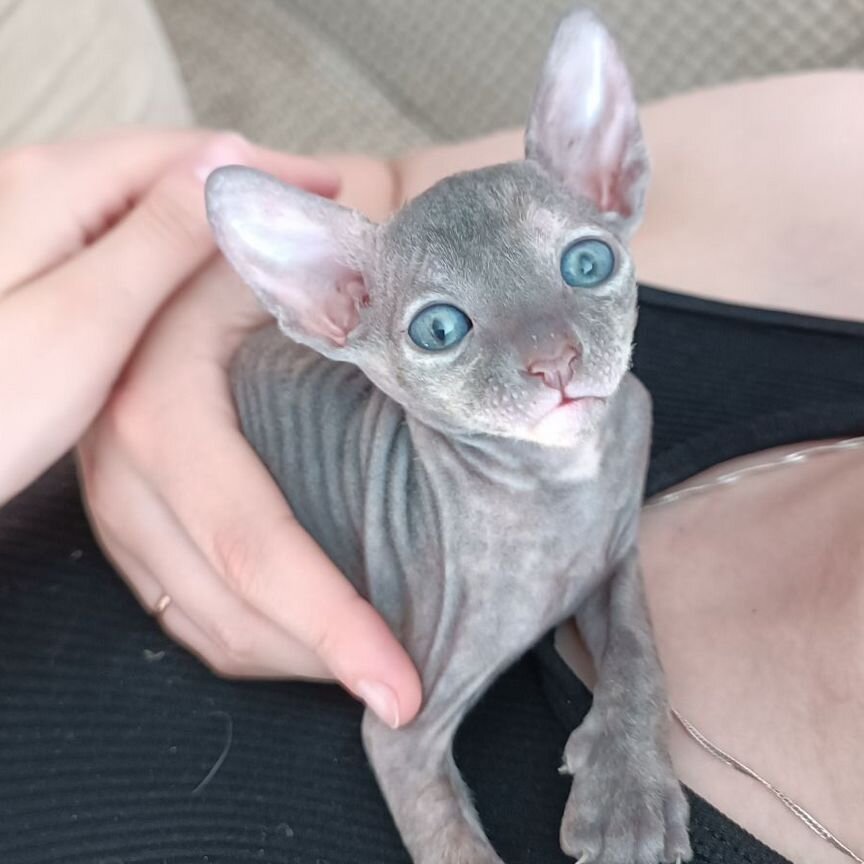 Корниш-рекс котёнок