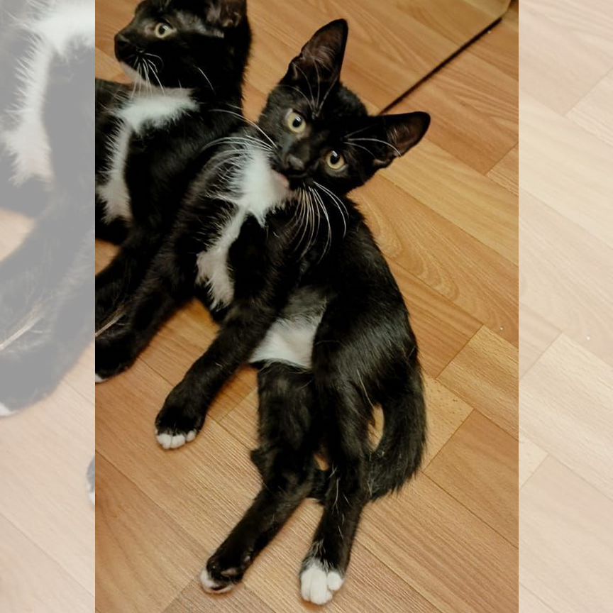 Котенок с белыми усами с белыми носочками