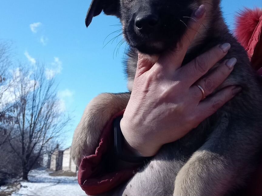 Щеночек,лапушка,2.5 мес