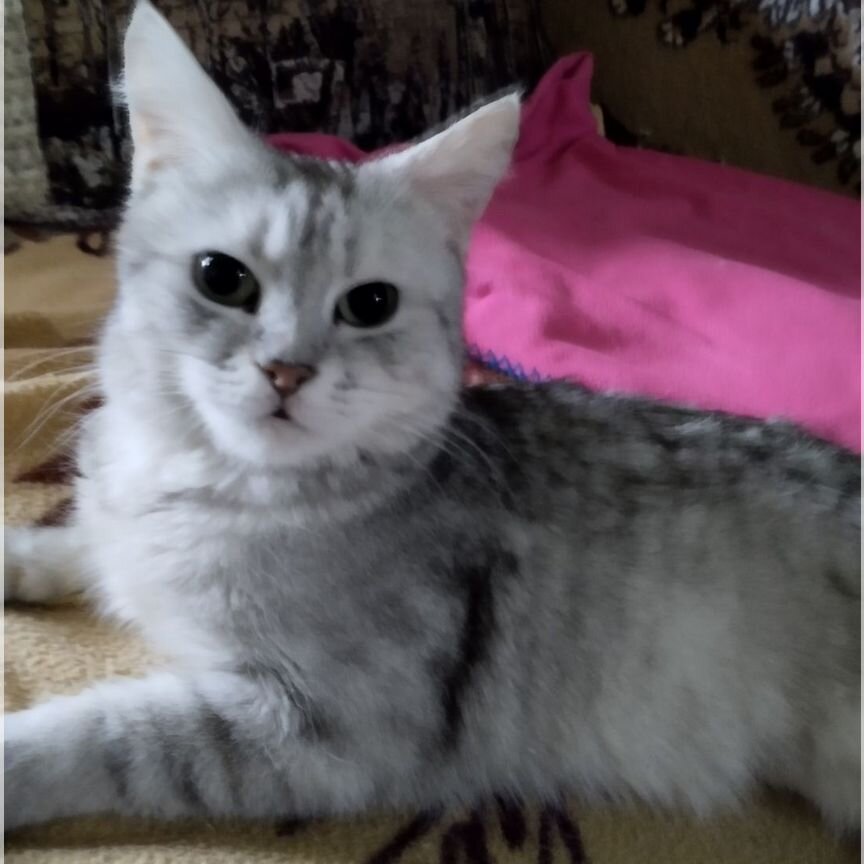 Кошка в добрые руки