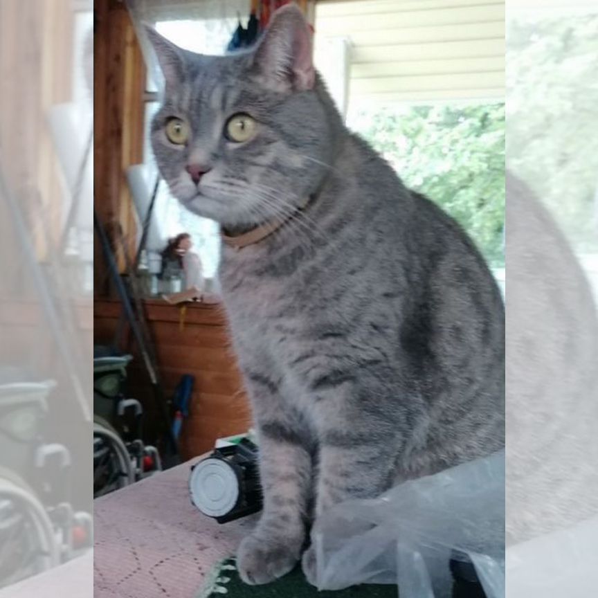 Взрослая, кошка в добрые руки