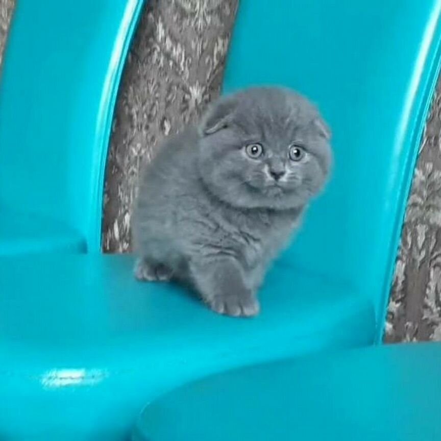 Шотландские вислоухие котята