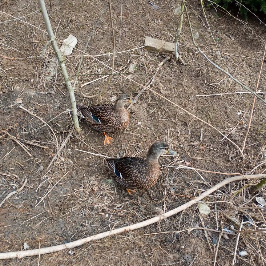 Подсадные утки