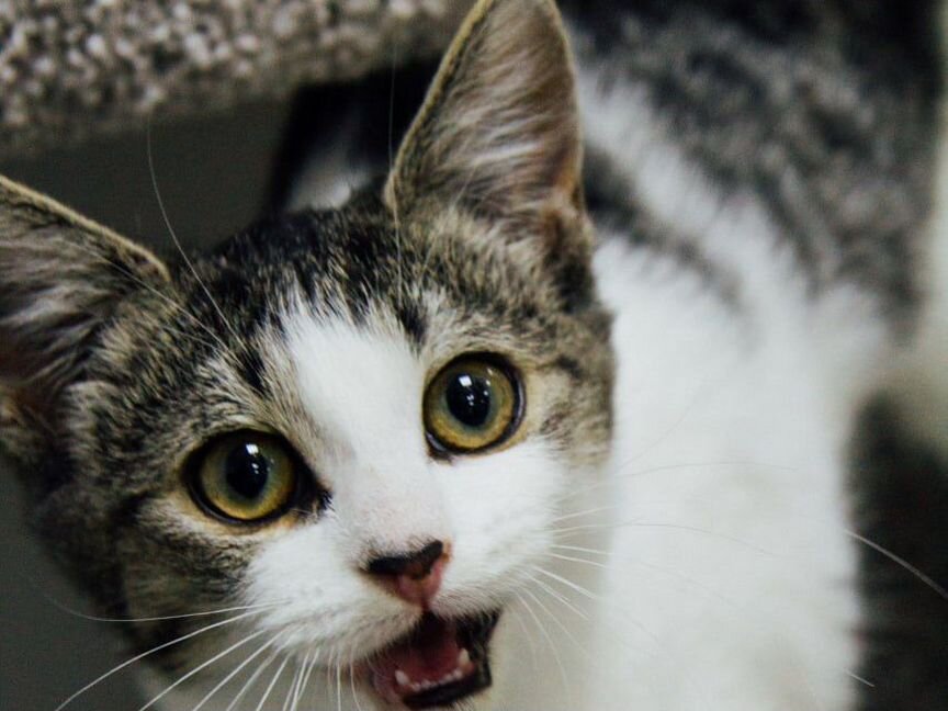 Малышка ищет маму