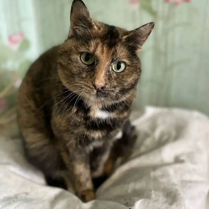 Взрослая, кошка в добрые руки