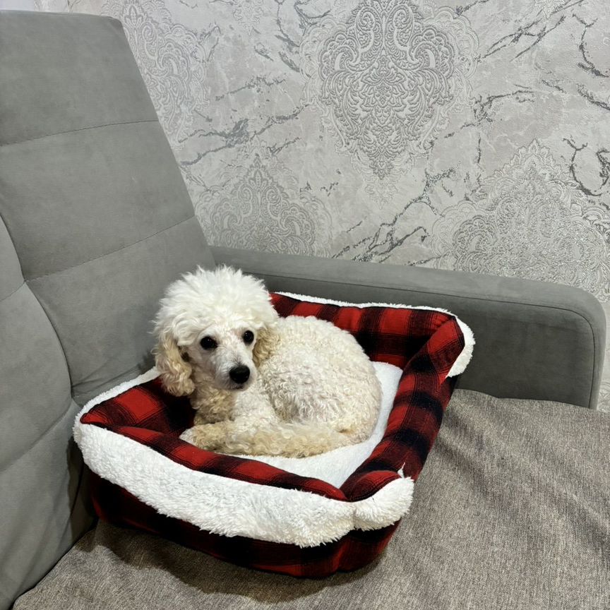 Отдам в добрые руки