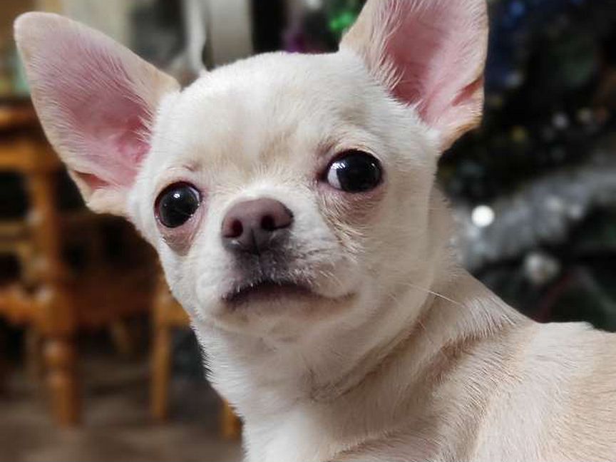 Вязка кобель чихуахуа