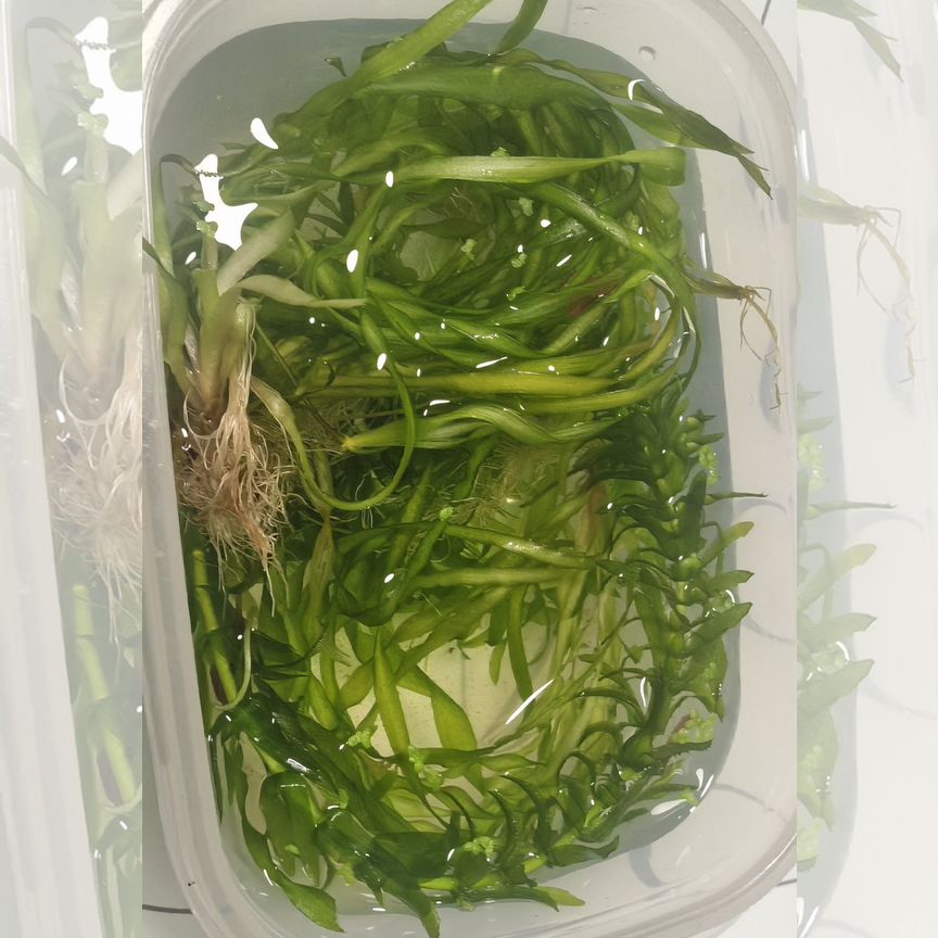 Аквариумная прополка