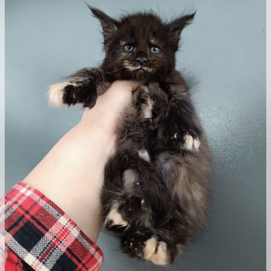 Мейн-кун котёнок