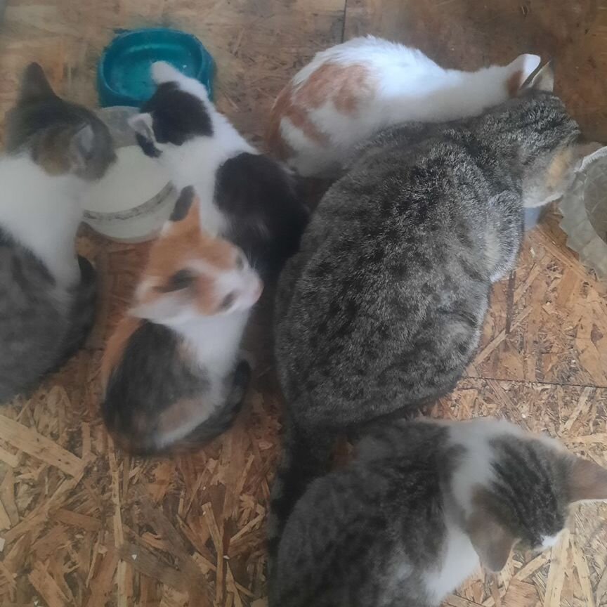 Котята