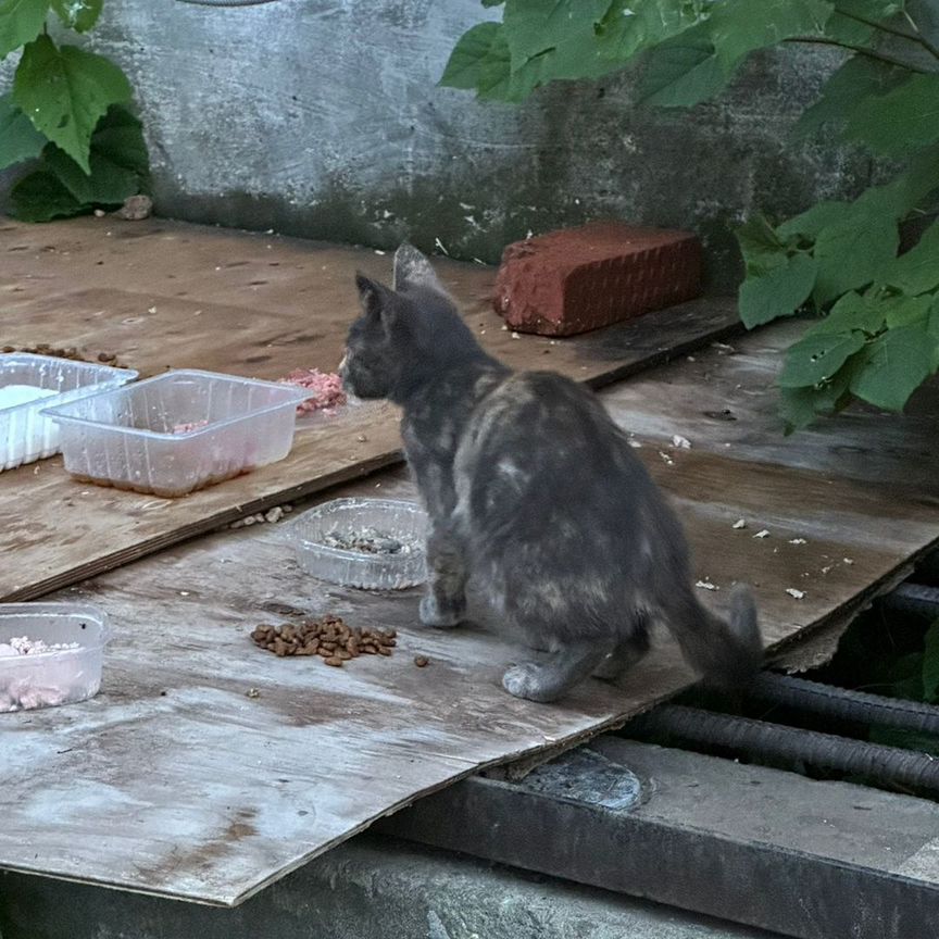 Без кота и жизнь не та