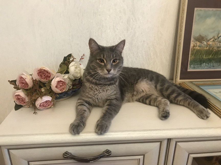 Серый кот шикарный
