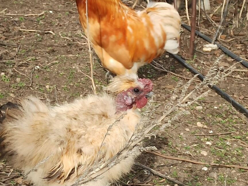 Петух китайский шелковый и др.мелкие породы