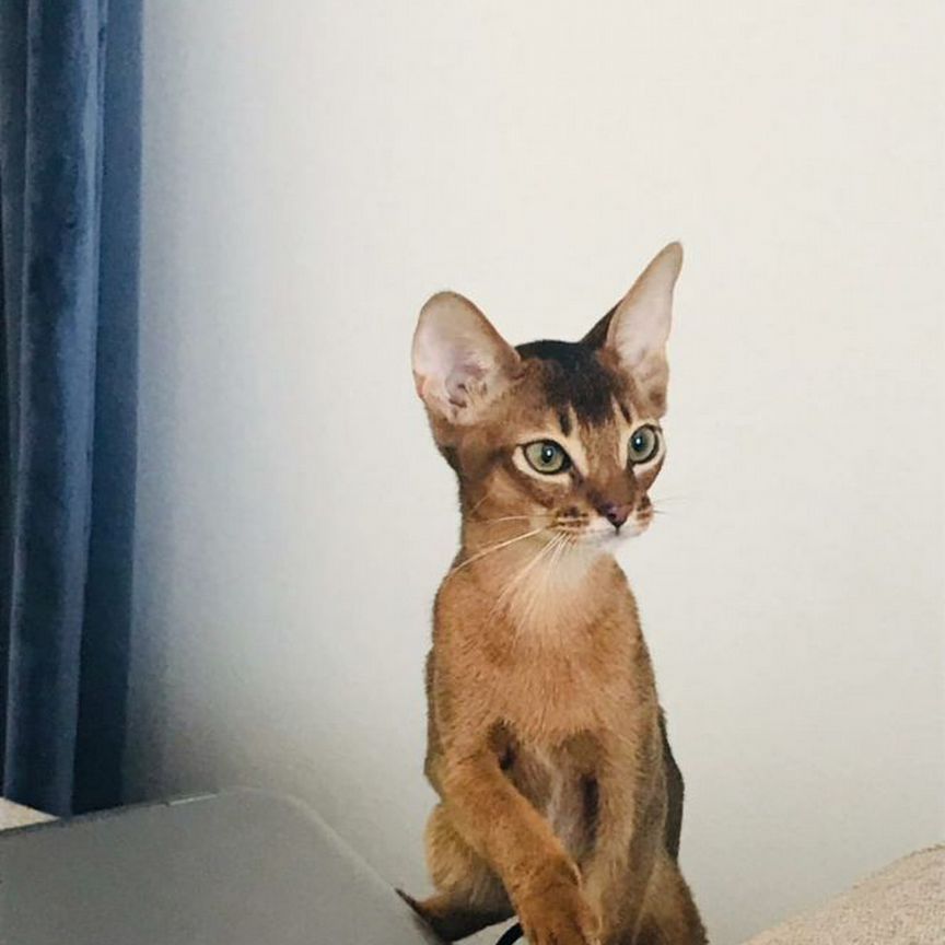 Абиссинский котик