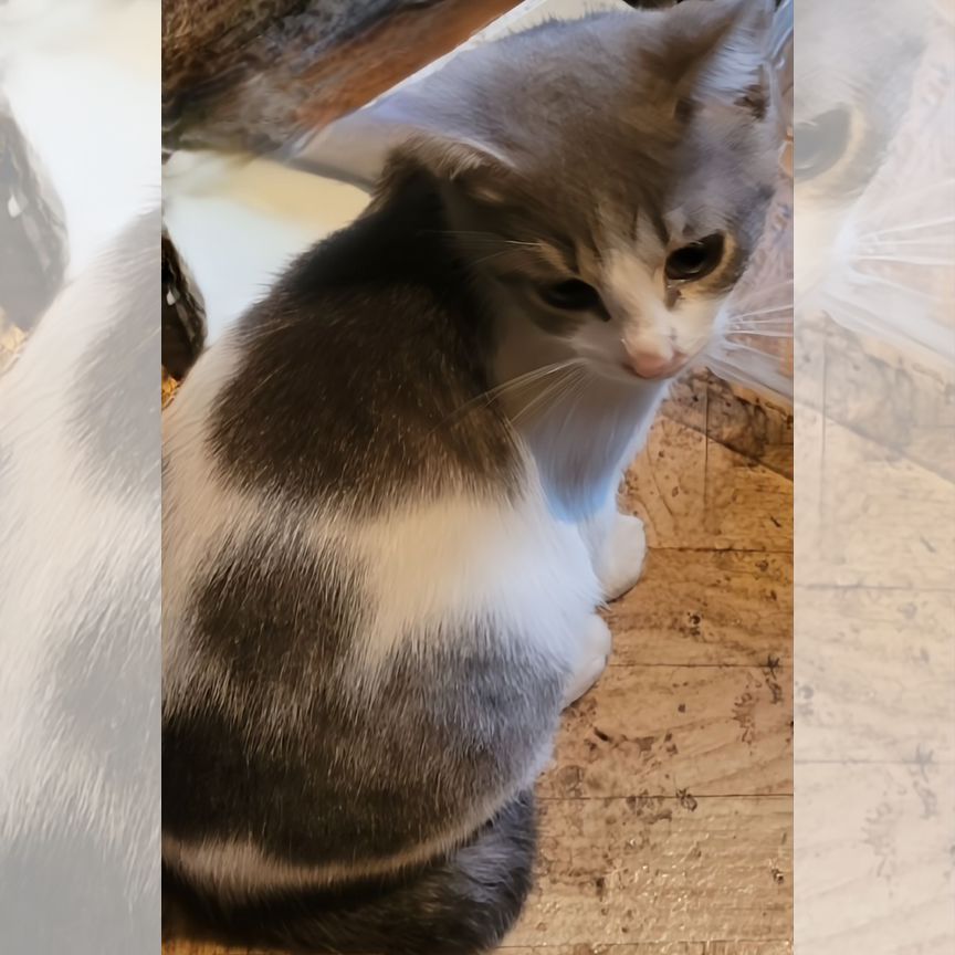 Котёнок в добрые руки