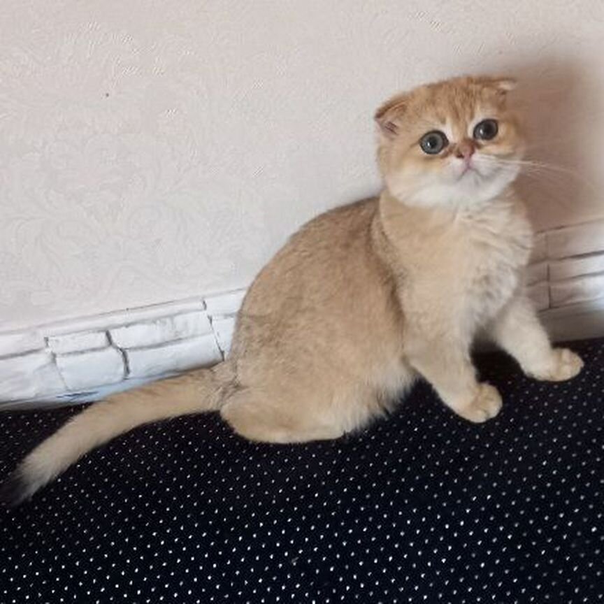 Шотландская кошечка окраса золотая шиншилла