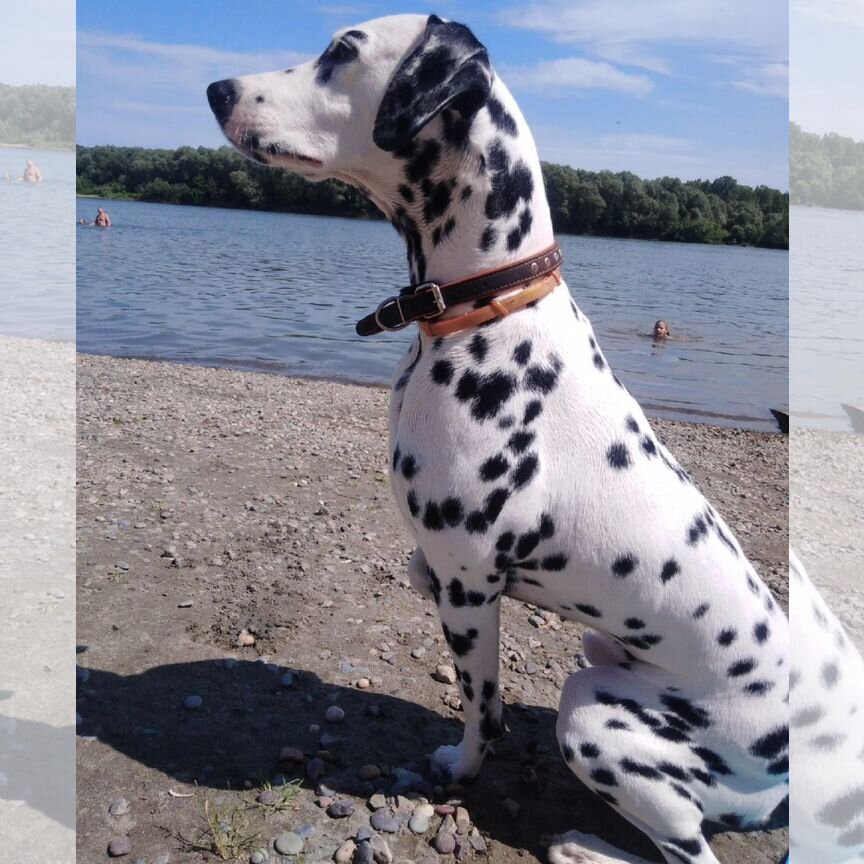 Далматин, взрослая собака