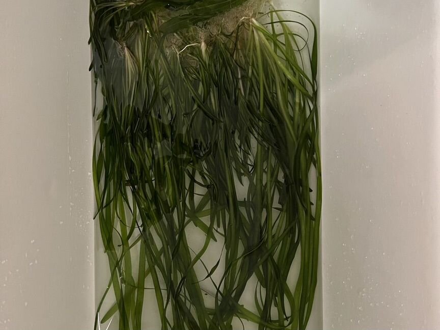 Водные растения