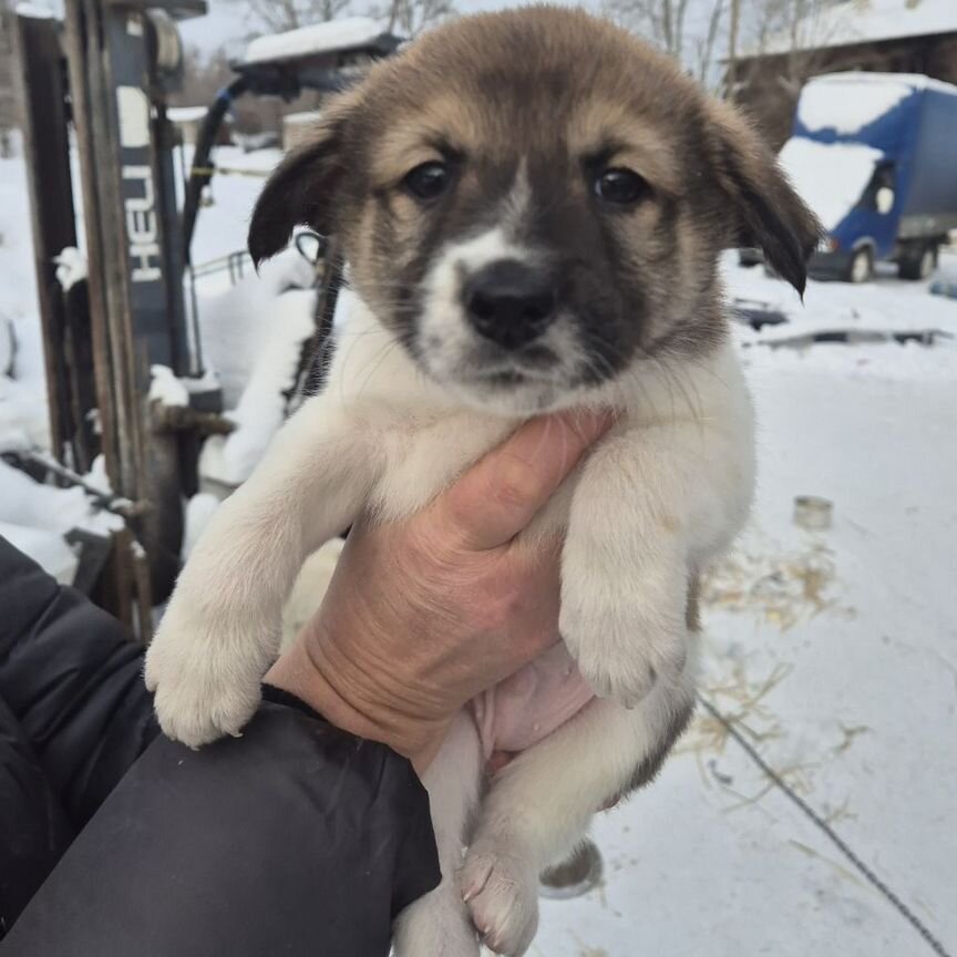 Щенок в добрые руки
