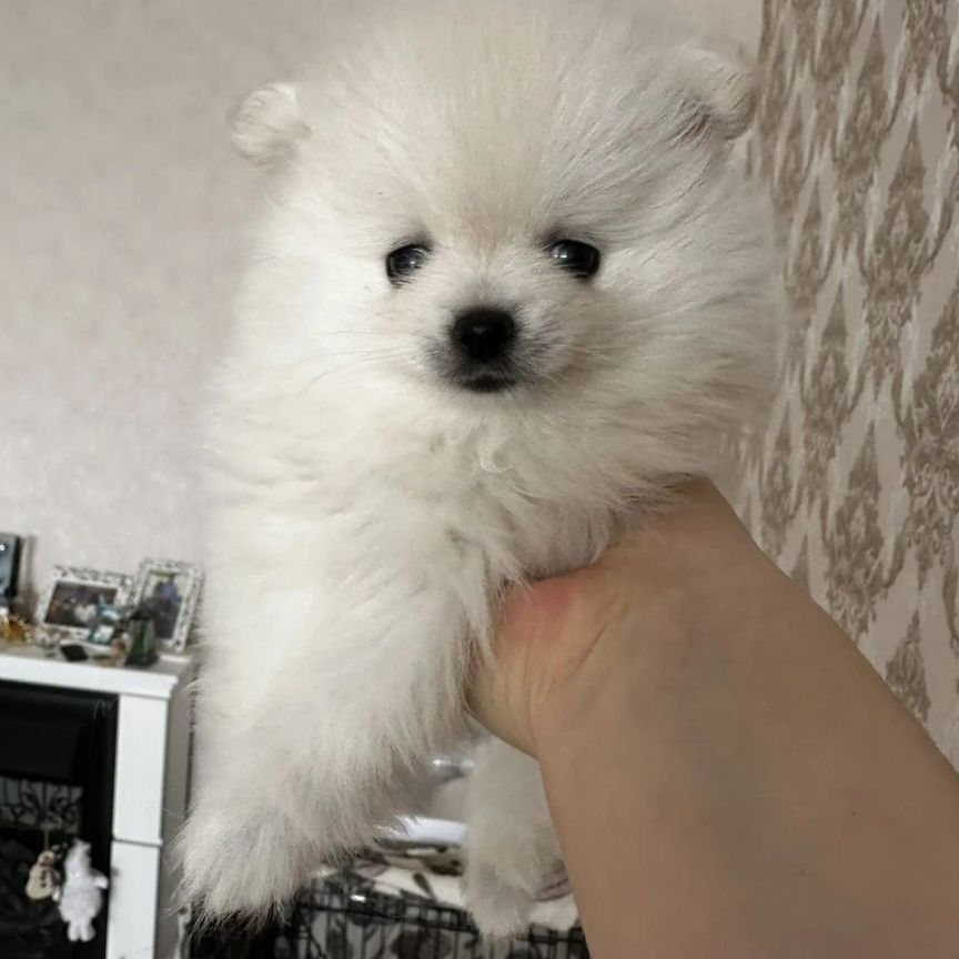 Померанский шпиц, щенок