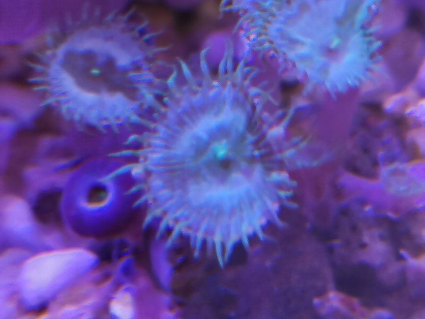 Кораллы для морского аквариума