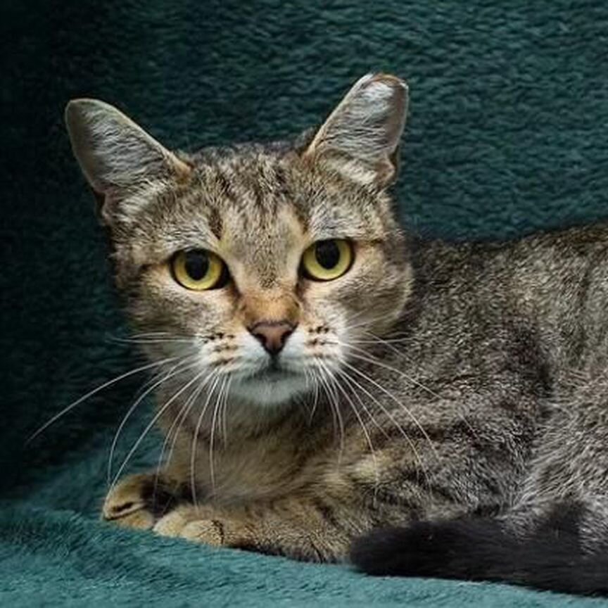 Кошка Олли никогда не знала, что такое дом