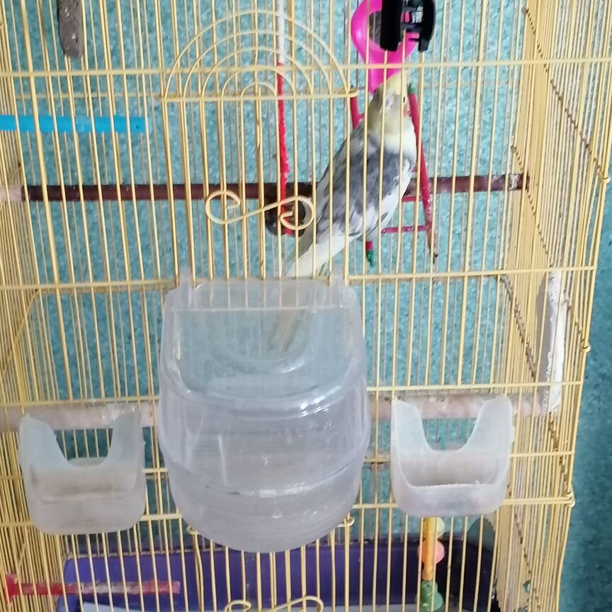 Продается корелла с клеткой