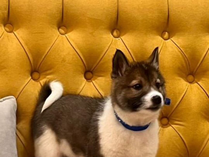 Лайки щенки