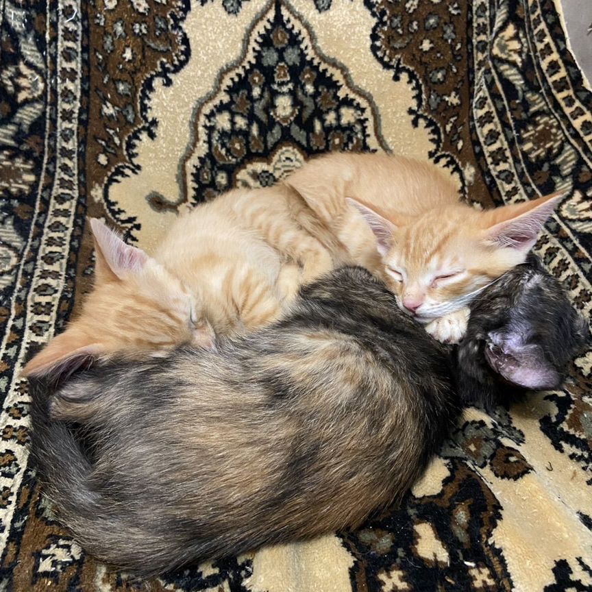 Котята в добрые руки