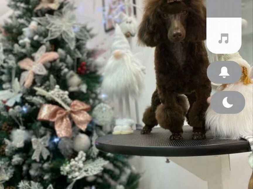 Той-пудель коричневый на свидание