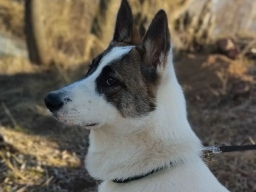 Собака в добрые руки