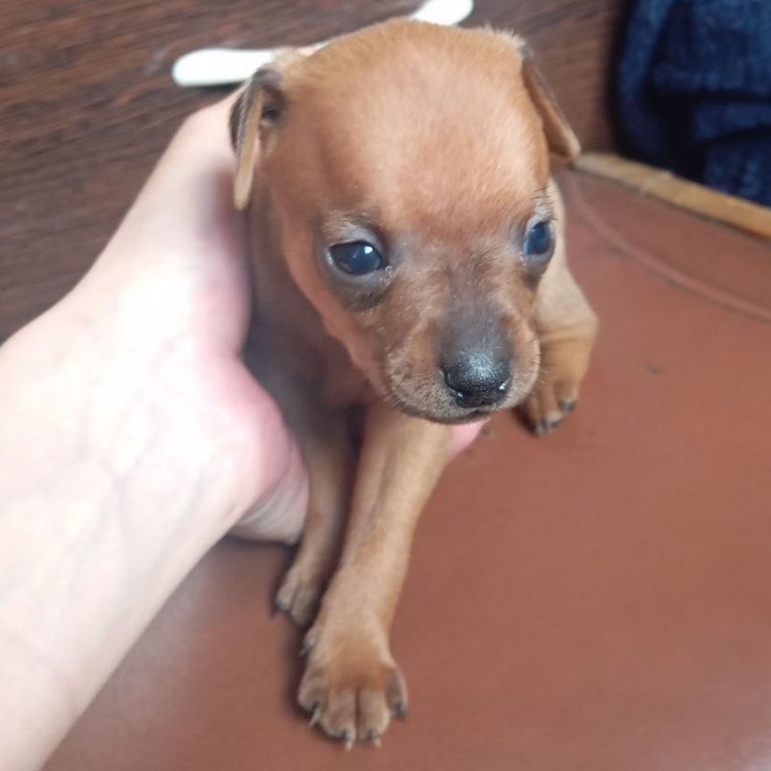 Русский той-терьер, щенок