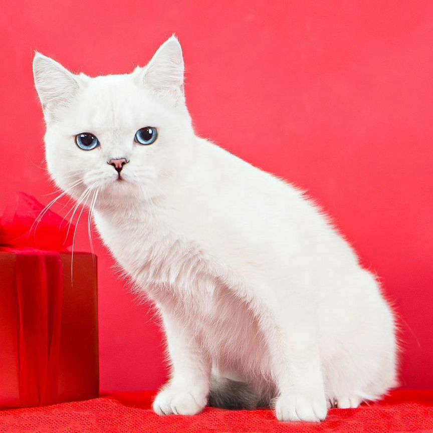 Шотландский прямоукий кот