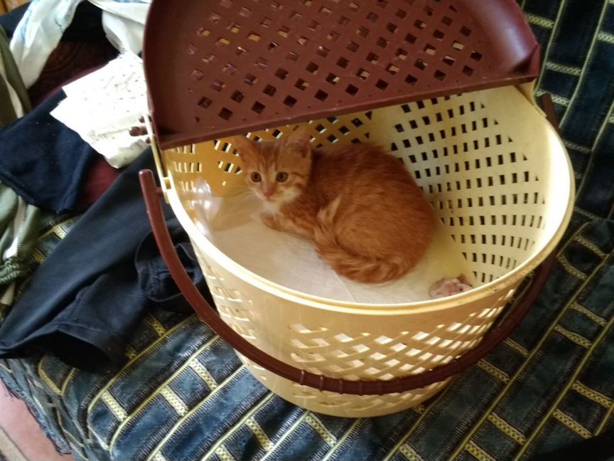 Котята в добрые руки девочка рыжая