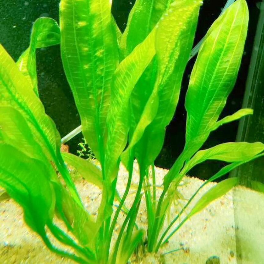 Эхинодорус Верховный озеленитель